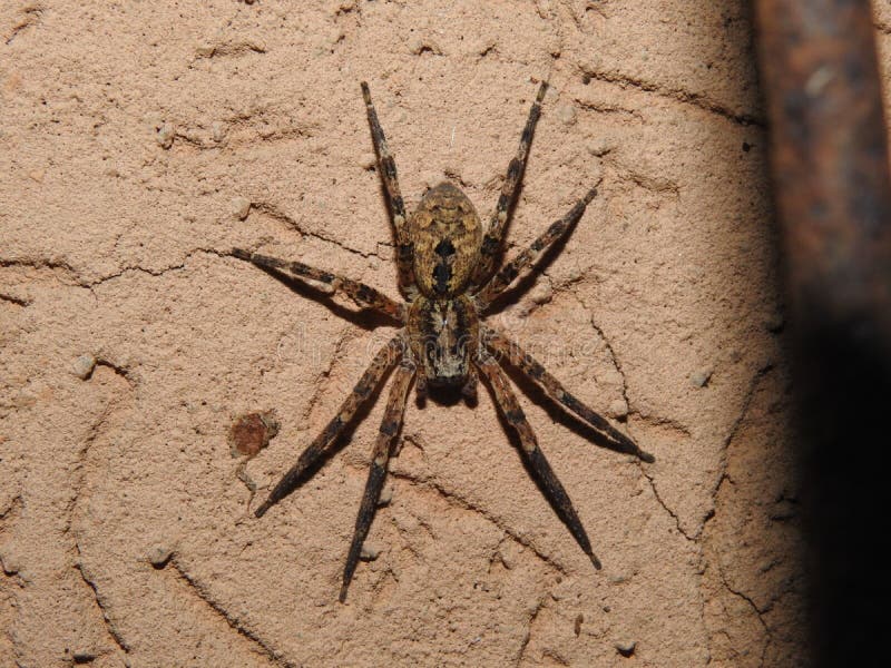Ragno Di Spinimana Di Zoropsis Ragno Di Caccia Di Mediterraean ...