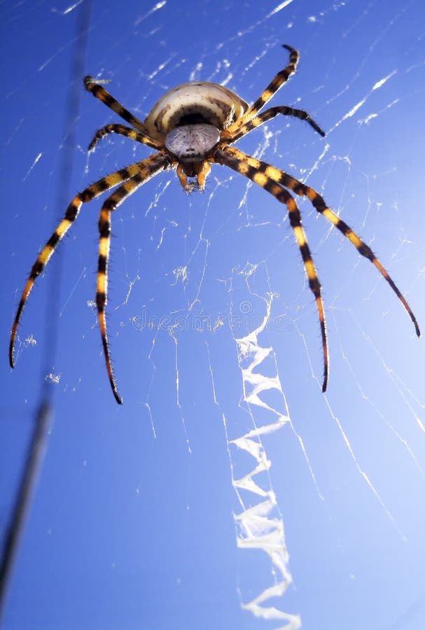 Grande ragno spaventoso immagine stock. Immagine di brown - 12064871