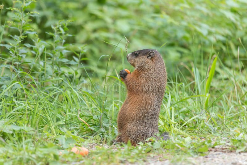 Grande Roedor No Lado Da Estrada Foto de Stock - Imagem de fibra ...