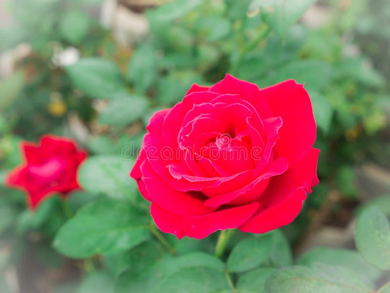 28,594 Champ De Rose De Rouge Photos libres de droits et gratuites de ...