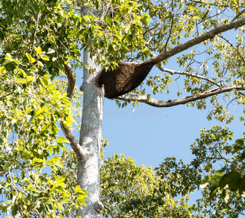 Grande ruche image stock. Image du grand, arbre, forêt - 64605003