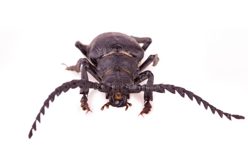 Grande scarabeo nero fotografia stock. Immagine di scarabei - 42833758