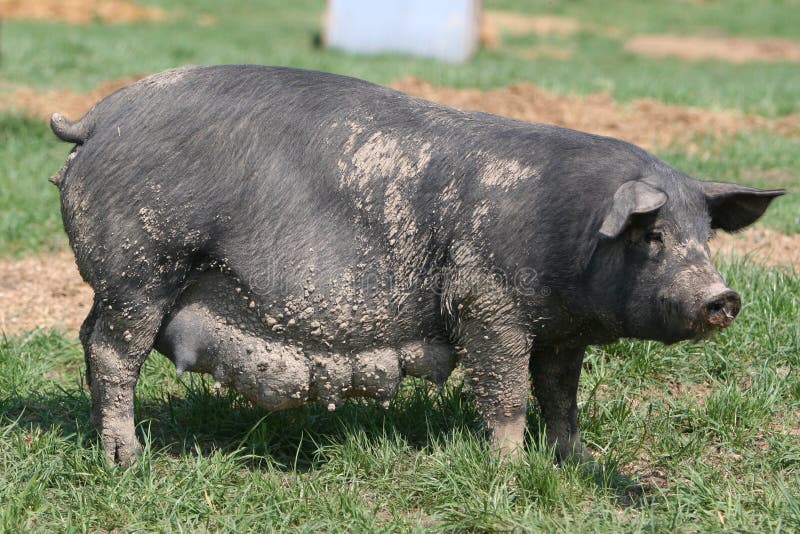 Grande scrofa nera immagine stock. Immagine di maiale, verde - 583701