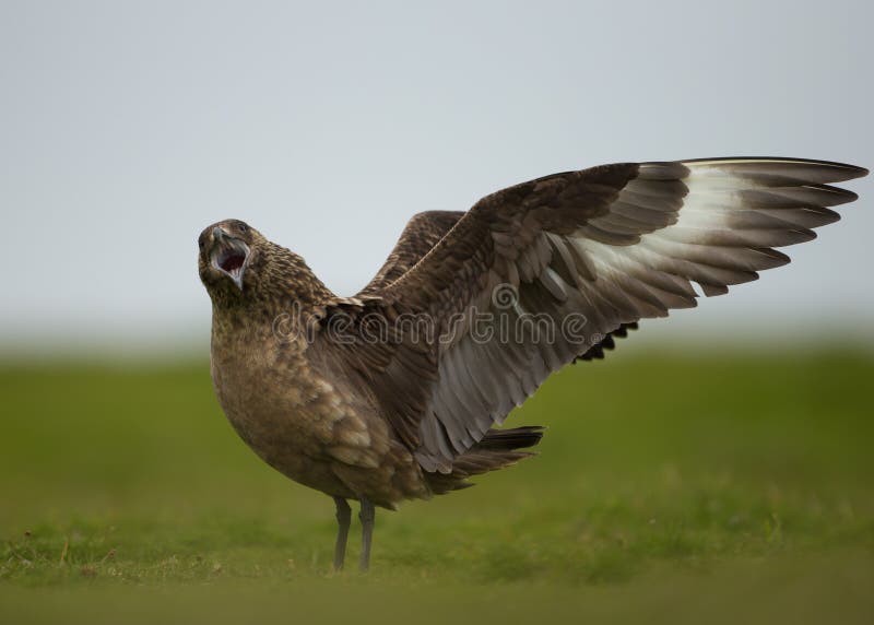 Grande Stercorario, Stercorario Dello Stercorarius, Immagine Stock ...