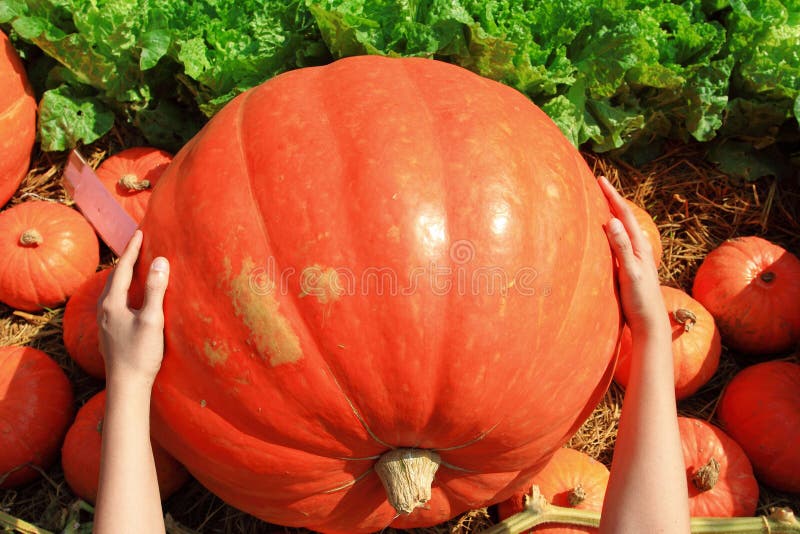 Grande taille de potiron image stock. Image du décoratif - 20705851