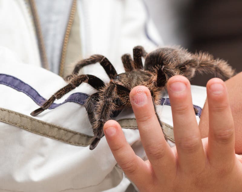 Grand Tarantula Velu Sur Le Fond Blanc Image stock - Image du nature ...