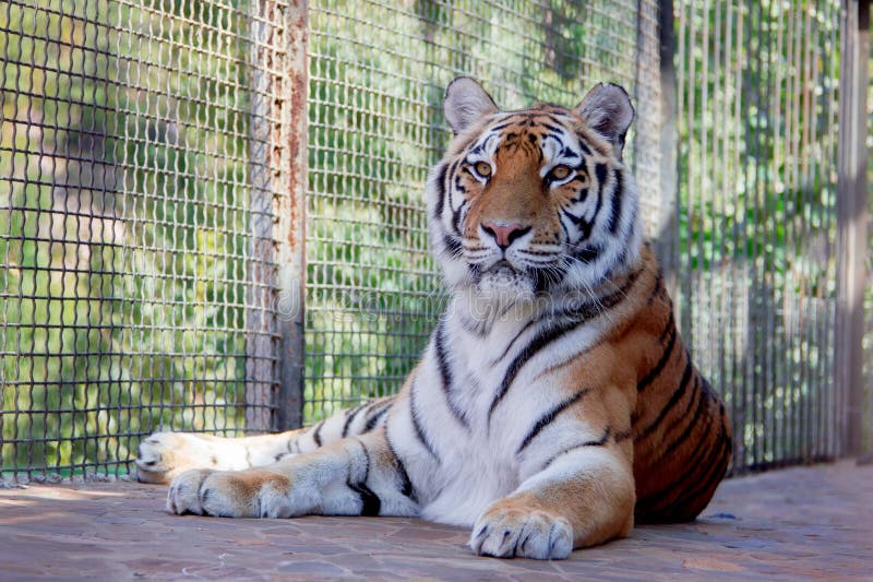 Grande tigre nello zoo immagine stock. Immagine di predatore - 94403391