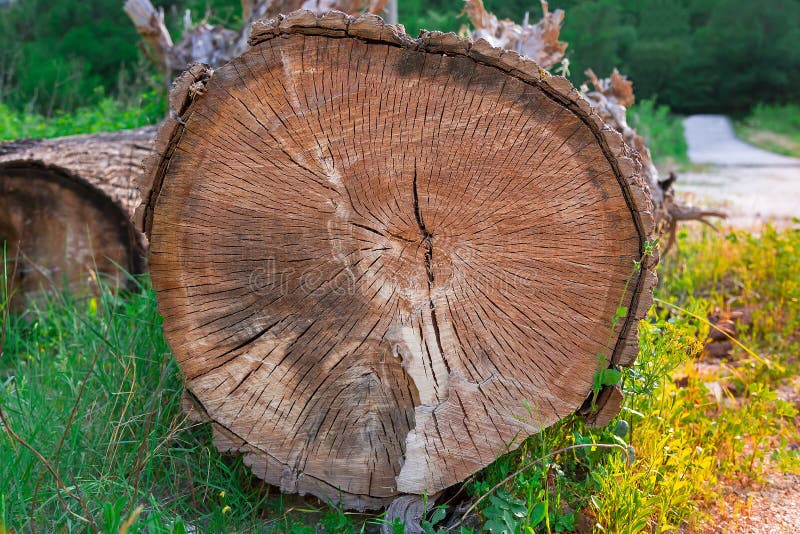 Grande Tronco Della Quercia - Legno Immagine Stock - Immagine di ...