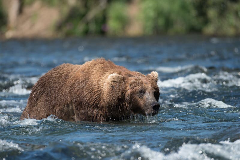 Grande Urso Marrom Do Alasca No Rio Imagem de Stock - Imagem de ...