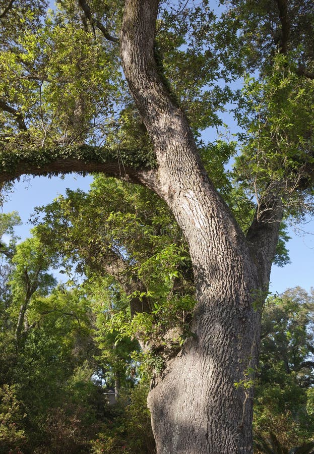 Grande Quercia Antica fotografia stock. Immagine di esterno - 10445446