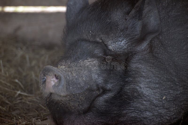 Grande verro grasso fotografia stock. Immagine di porcile - 96307190