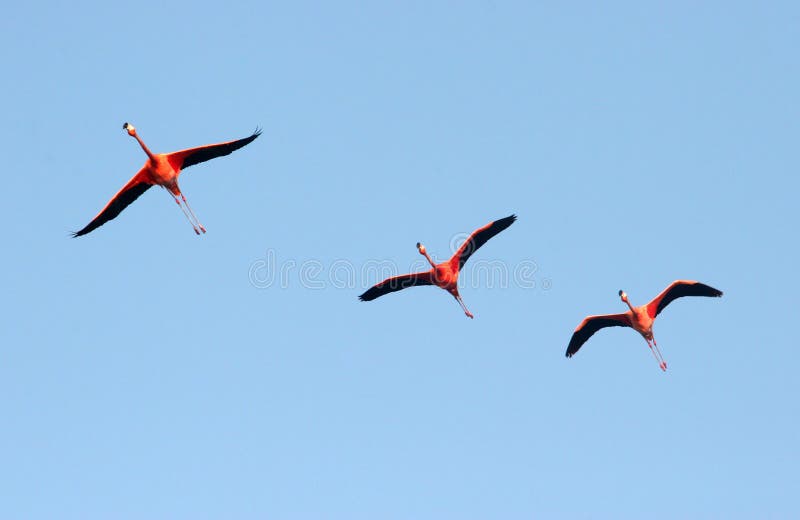Flamingos Magníficos a Voar Imagem de Stock - Imagem de flamingo ...
