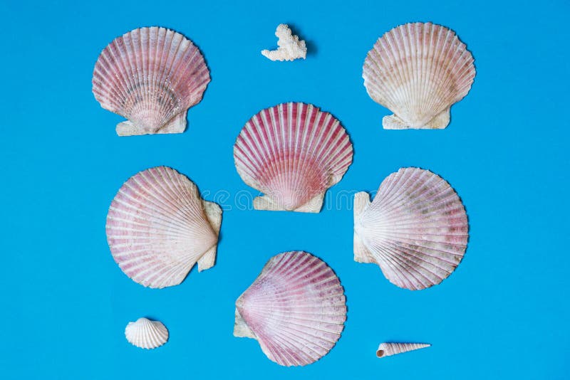 Grandes Conchas Marinas De Fondo Azul Imagen de archivo - Imagen de ...
