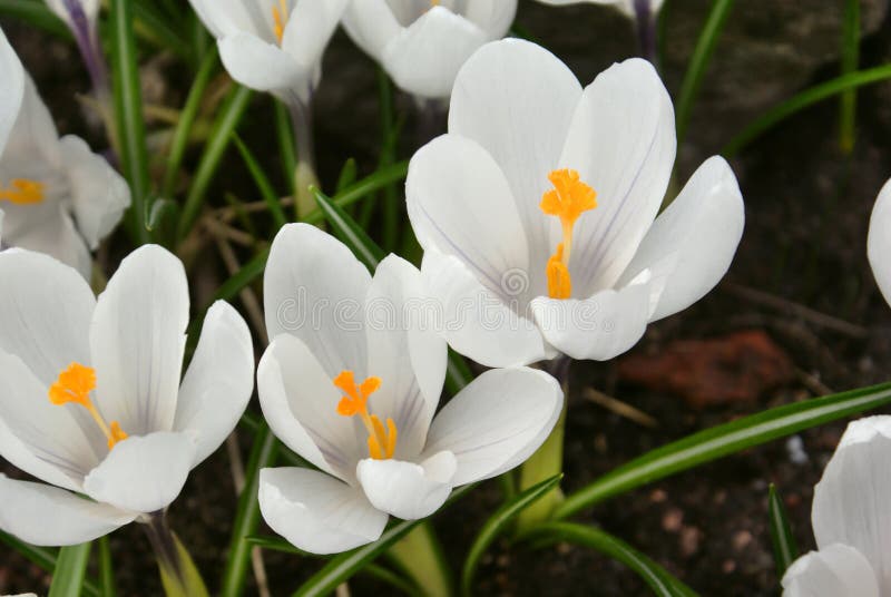 Crocus blanc, perce-neige image stock. Image du closeup - 122269857