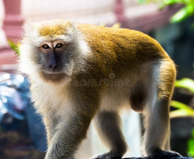 Grandes macacos masculinos imagem de stock. Imagem de macaco - 11737601
