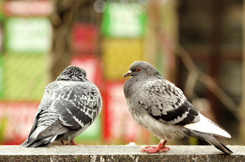 Grandes Palomas Grises En La Valla Imagen de archivo - Imagen de pluma ...