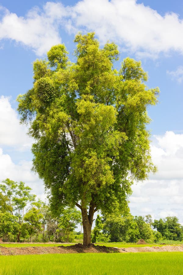 Grandi alberi sempreverdi immagine stock. Immagine di modello - 74338169