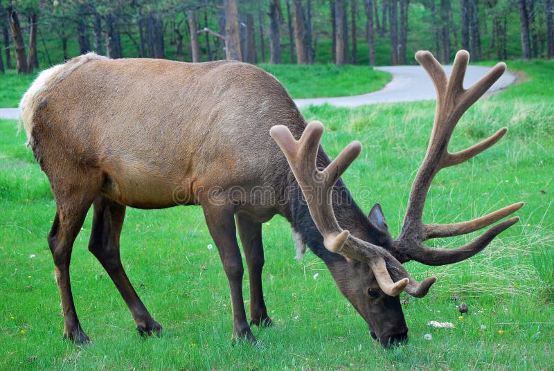 Alce dell'Alaska immagine stock. Immagine di prato, alaska - 15819689