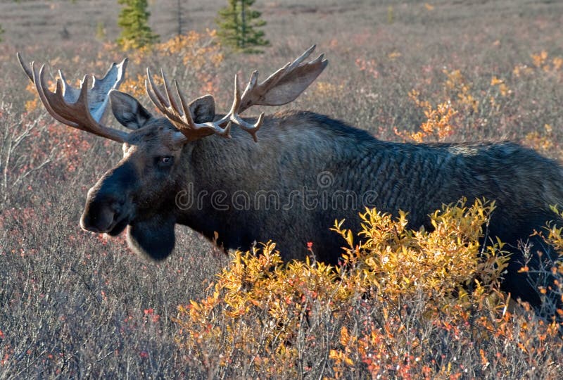 Parco Nazionale Di Denali Delle Alci Del Toro (alces Di Alces), Alaska ...