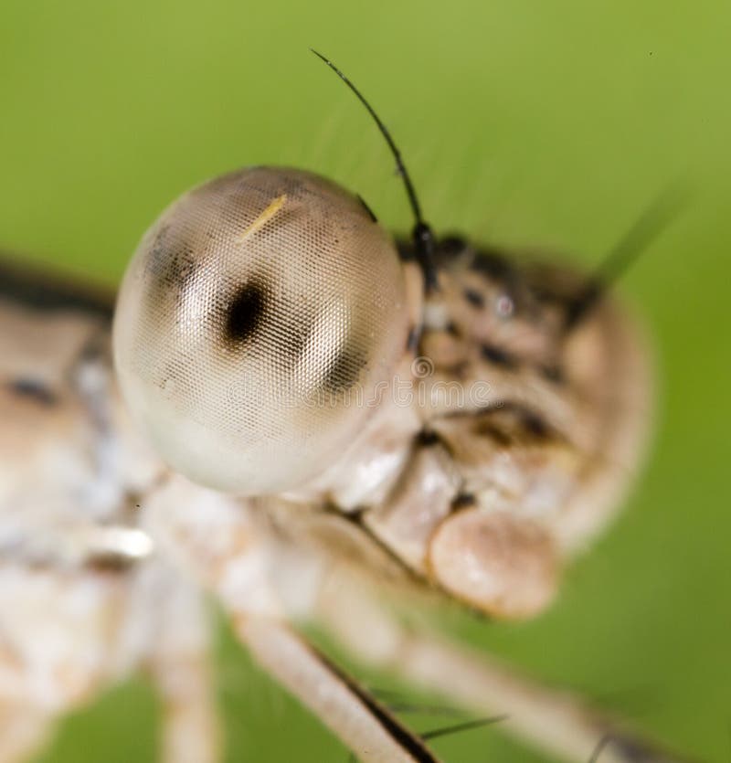 Grandi Occhi Sulla Testa Di Una Libellula Fotografia Stock - Immagine ...