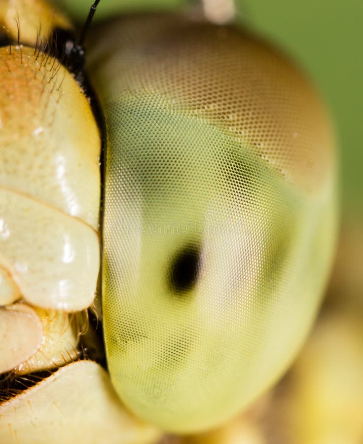 Grandi Occhi Sulla Testa Di Una Libellula Fotografia Stock - Immagine ...