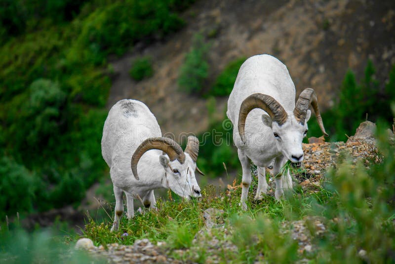 Grandi Pecore Bianche Del Corno Fotografia Stock - Immagine di consumo ...