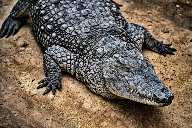 36,289 Rettili Foto - Foto Stock Gratis e Royalty-Free da Dreamstime