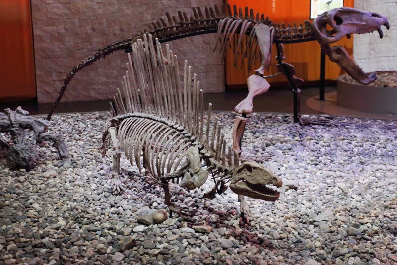 Scheletri E Fossili Preistorici Alla Galleria Di Paleontologia E Di ...