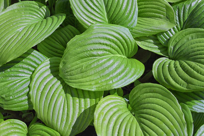 Grandiflora Host Leaves, Background Stock Image - Image of grandiflora ...