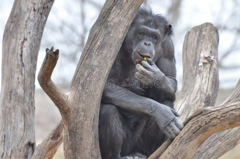 Hairy Grandma Vipergirls Stock Photos - Free & Royalty-Free Stock ...