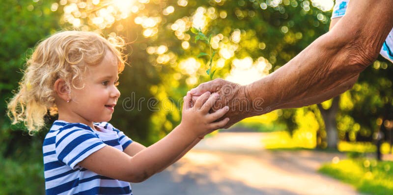 Grandmother and Child Hold a Tree Sprout in Their Hands. Selective ...