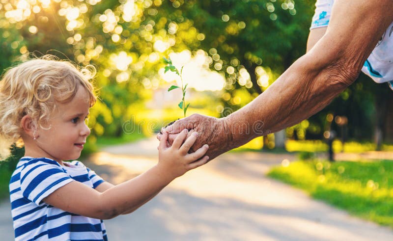 Grandmother and Child Hold a Tree Sprout in Their Hands. Selective ...