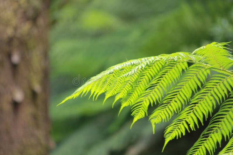 Grands Arbres Dans La Forêt Tropicale Australienne Photo stock - Image ...