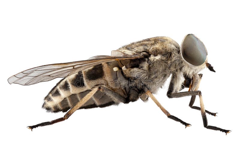Grands Autumnalis De Tabanus D'espèces De Taon De Marais Photo stock ...