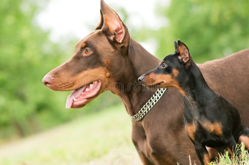 Pinscher Brun Se Reposant De Dobermann Image stock - Image du brun ...