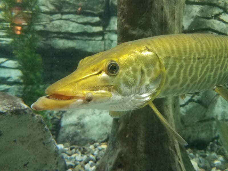 Poissons d'orphie image stock. Image du oriental, pélagique - 47136231