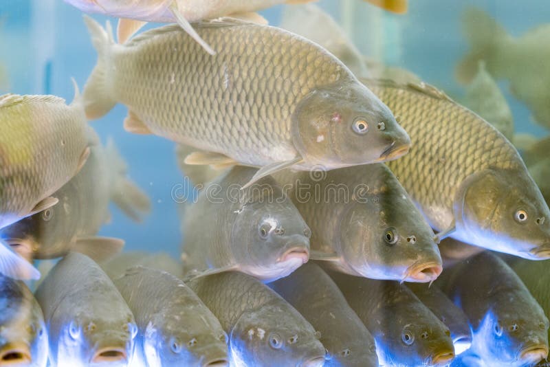 Grands Poissons De Carpe Dans L'aquarium Photo stock - Image du bouche ...