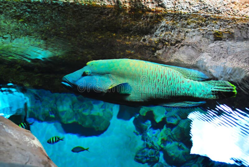 Grands poissons exotiques photo stock. Image du vert - 31757502