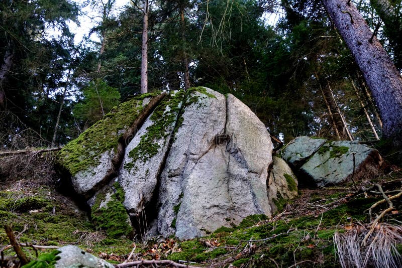 Rocher Dans La Mousse Au Milieu De La Forêt De Pins Du Nord Photo stock ...