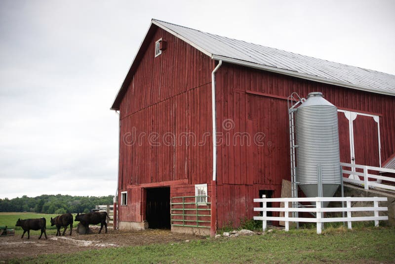 Grange Rouge De Ferme Avec Des Vaches Photo stock - Image du vert ...