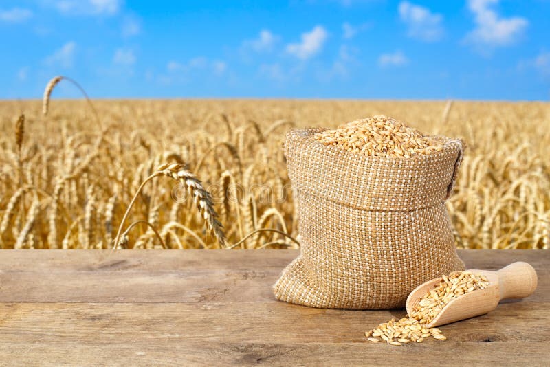 Grani del grano in sacco fotografia stock. Immagine di campo - 81884302