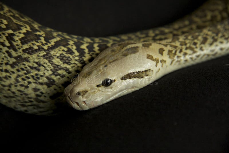 Granite Burmese Python stock photo. Image of granite - 29012260