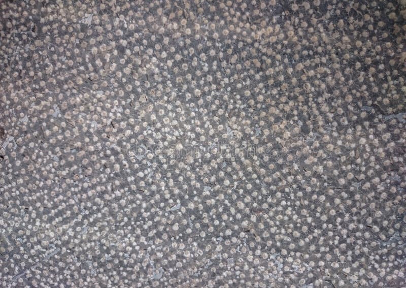 Granite or Concrete Grey Dotted Grid Pattern. Grained Stone Back Stock ...