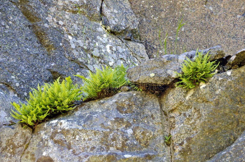 Granite and fern stock image. Image of growth, cleft - 93117407