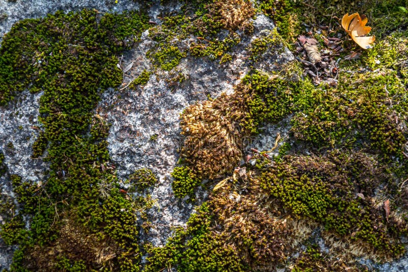 Granite Moss, Also Called Rock Moss in Nature Stock Image - Image of ...