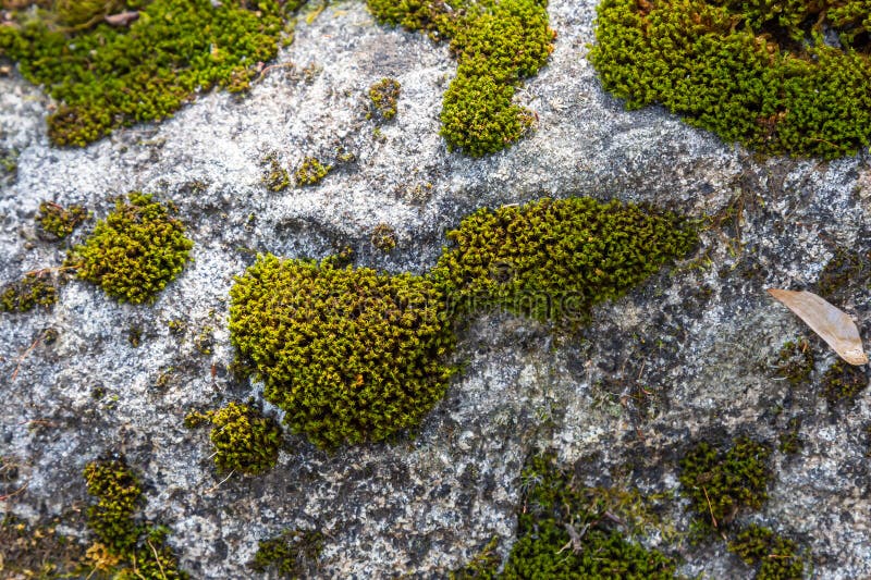 Granite Moss, Also Called Rock Moss in Nature Stock Image - Image of ...