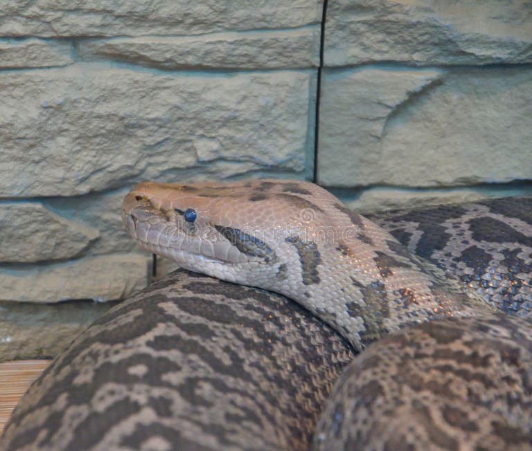 Granite Python in Terrarium Stock Photo - Image of python, dangerous ...