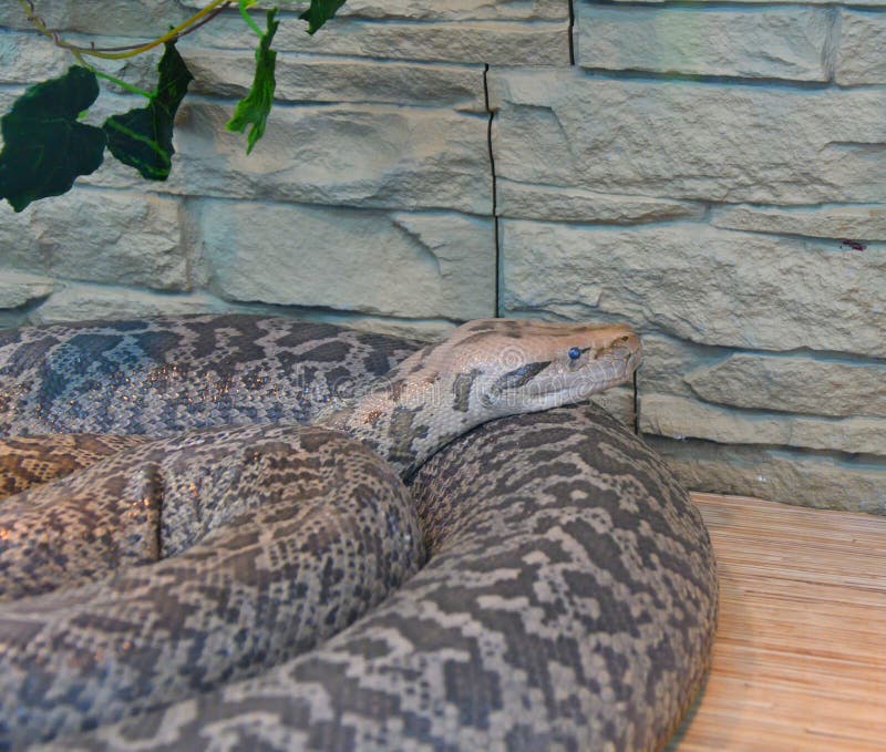 Granite Python in Terrarium Stock Photo - Image of texture, snake ...