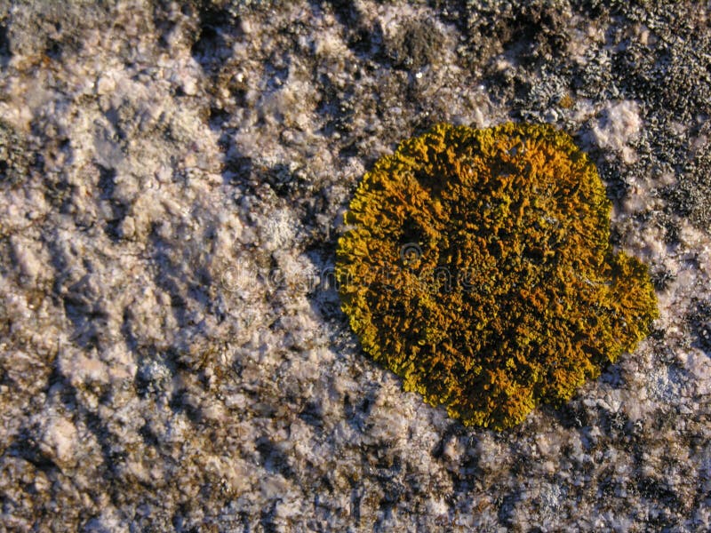 Granite rock with mold stock image. Image of rock, structure - 124337481