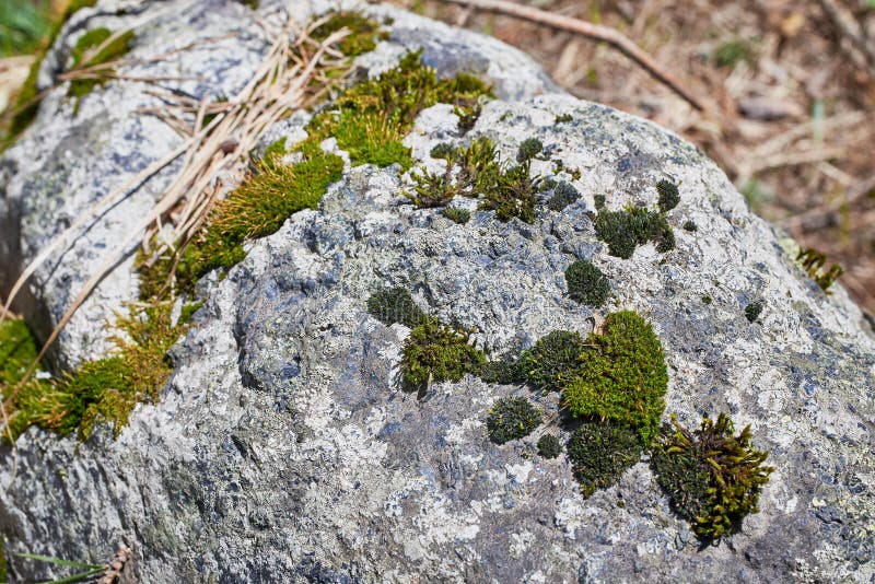 Granite Stone Covered with Moss in the Forest Stock Photo - Image of ...